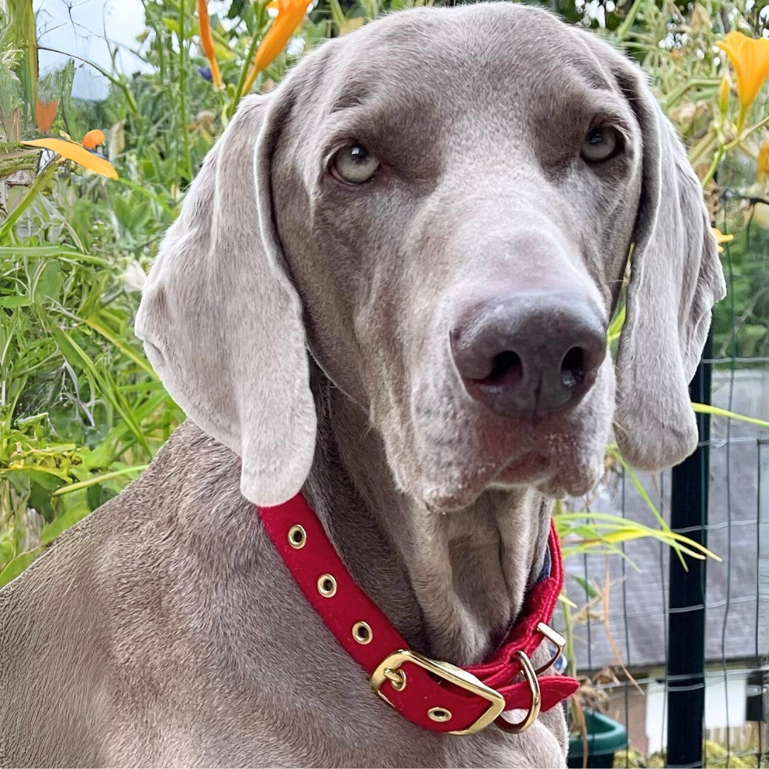 Buckle Dog Collars | Handmade Tweed Dog Collars with Metal Buckle UK ...