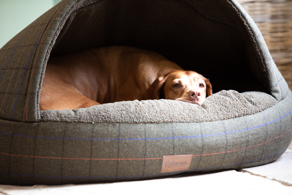 Deluxe Cocoon Dog Beds – Hooded, Orthopaedic & Washable – Collared ...
