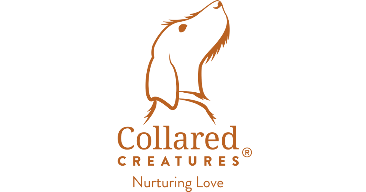 The Best Dog Bed Types for Popular UK Dog Breeds – Collared Creatures