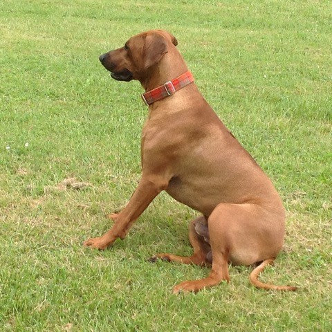 Raspberry Ripple Tweed Clasp Collar – Wide Dog Collar, Handmade UK ...